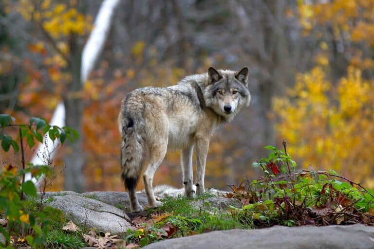 400+ Unique and Meaningful Female Wolf Names