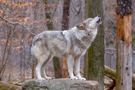 400+ Unique and Meaningful Female Wolf Names