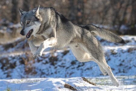 400+ Unique and Meaningful Female Wolf Names