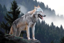 400+ Unique and Meaningful Female Wolf Names