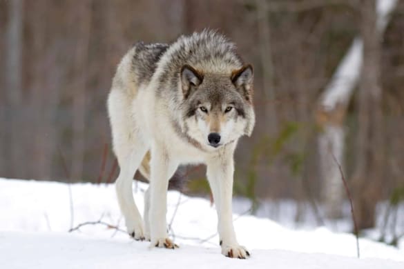 400+ Unique and Meaningful Female Wolf Names