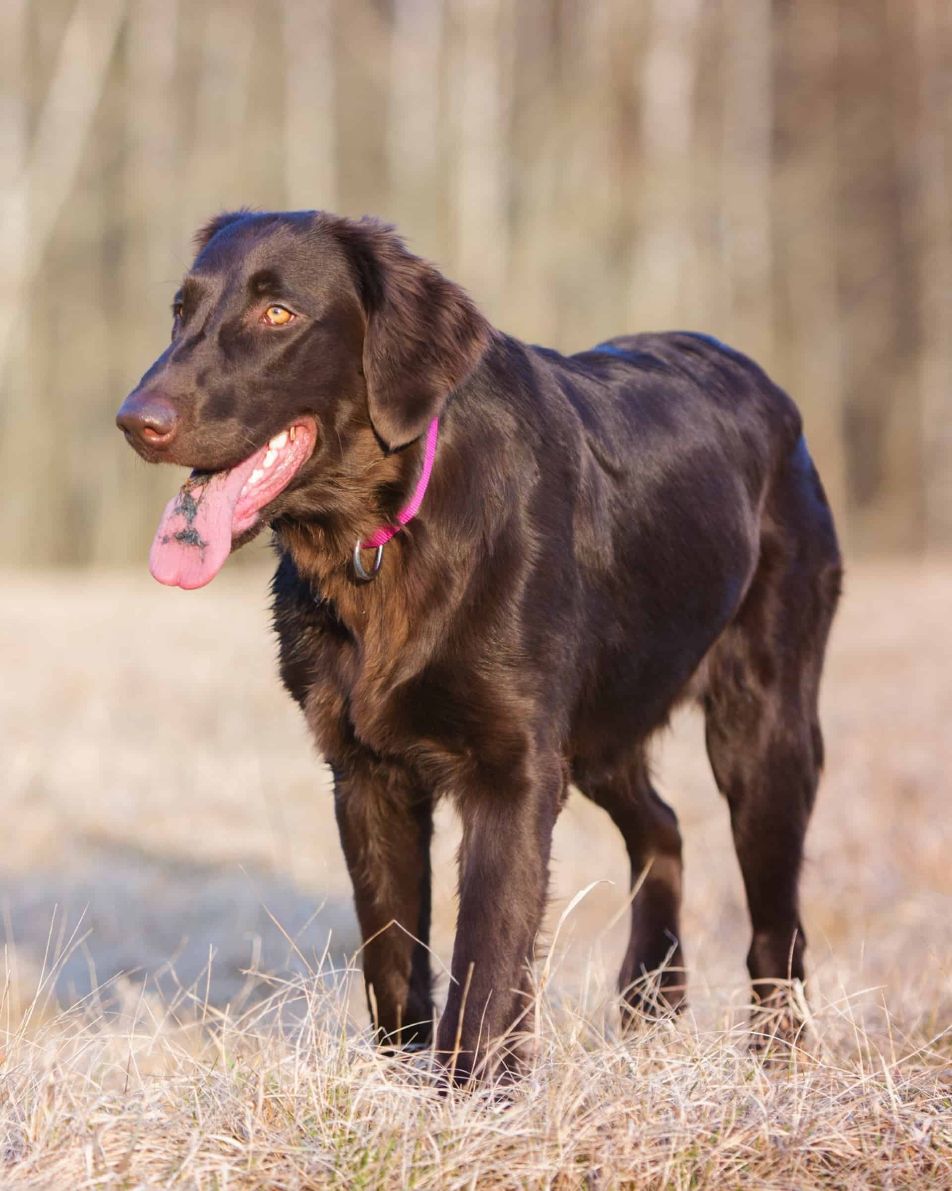 The Truth and Facts About Short-Haired Golden Retrievers