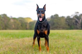 Doberman Growth & Weight Chart (Complete Guide)