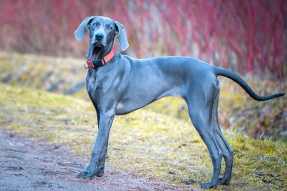 Blue Weimaraner: Facts, Genetics, Health, Traits & Pictures