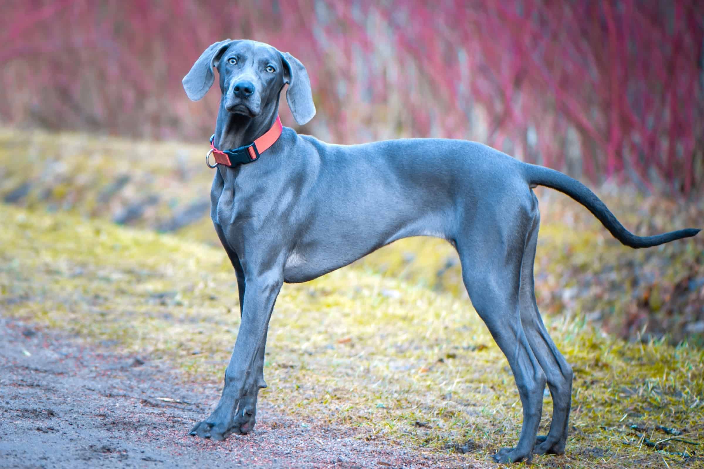 Blue Weimaraner: Facts, Genetics, Health, Traits & Pictures