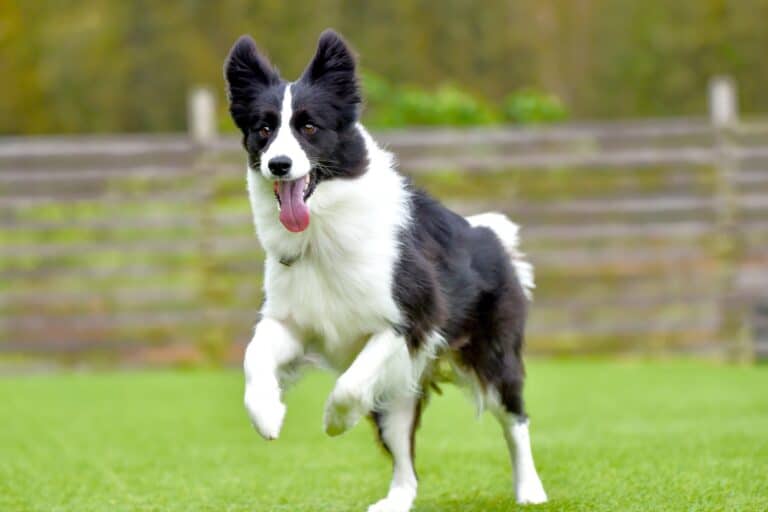 Border Collie Growth & Weight Chart (Complete Guide)