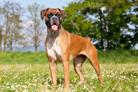 Boxer Dog Growth & Weight Chart (Complete Guide)