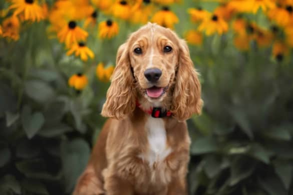 Cocker Spaniel Growth & Weight Chart (Complete Guide)