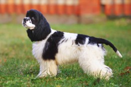 Cocker Spaniel Growth & Weight Chart (Complete Guide)