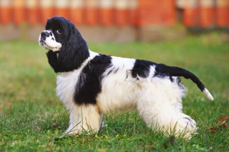 Cocker Spaniel Growth & Weight Chart (Complete Guide)