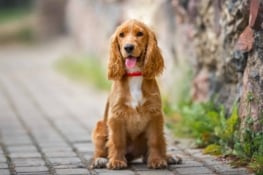 Cocker Spaniel Growth & Weight Chart (Complete Guide)