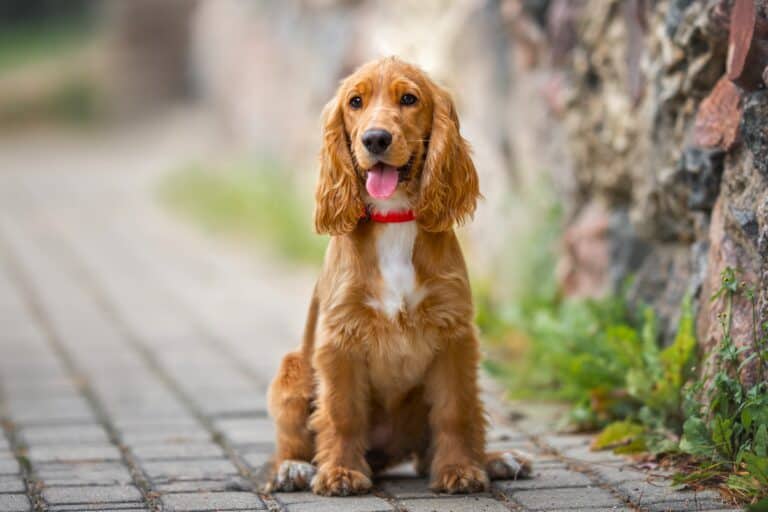 Cocker Spaniel Growth & Weight Chart (Complete Guide)