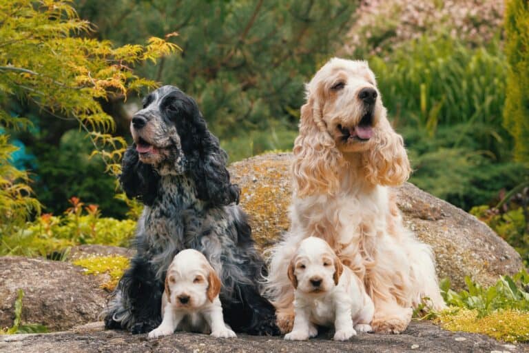 Cocker Spaniel Growth & Weight Chart (Complete Guide)