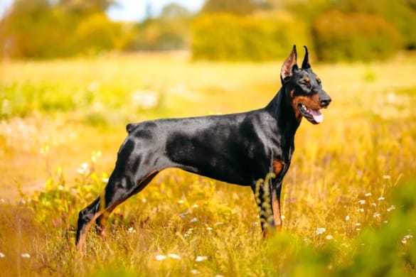 Doberman Growth & Weight Chart (Complete Guide)