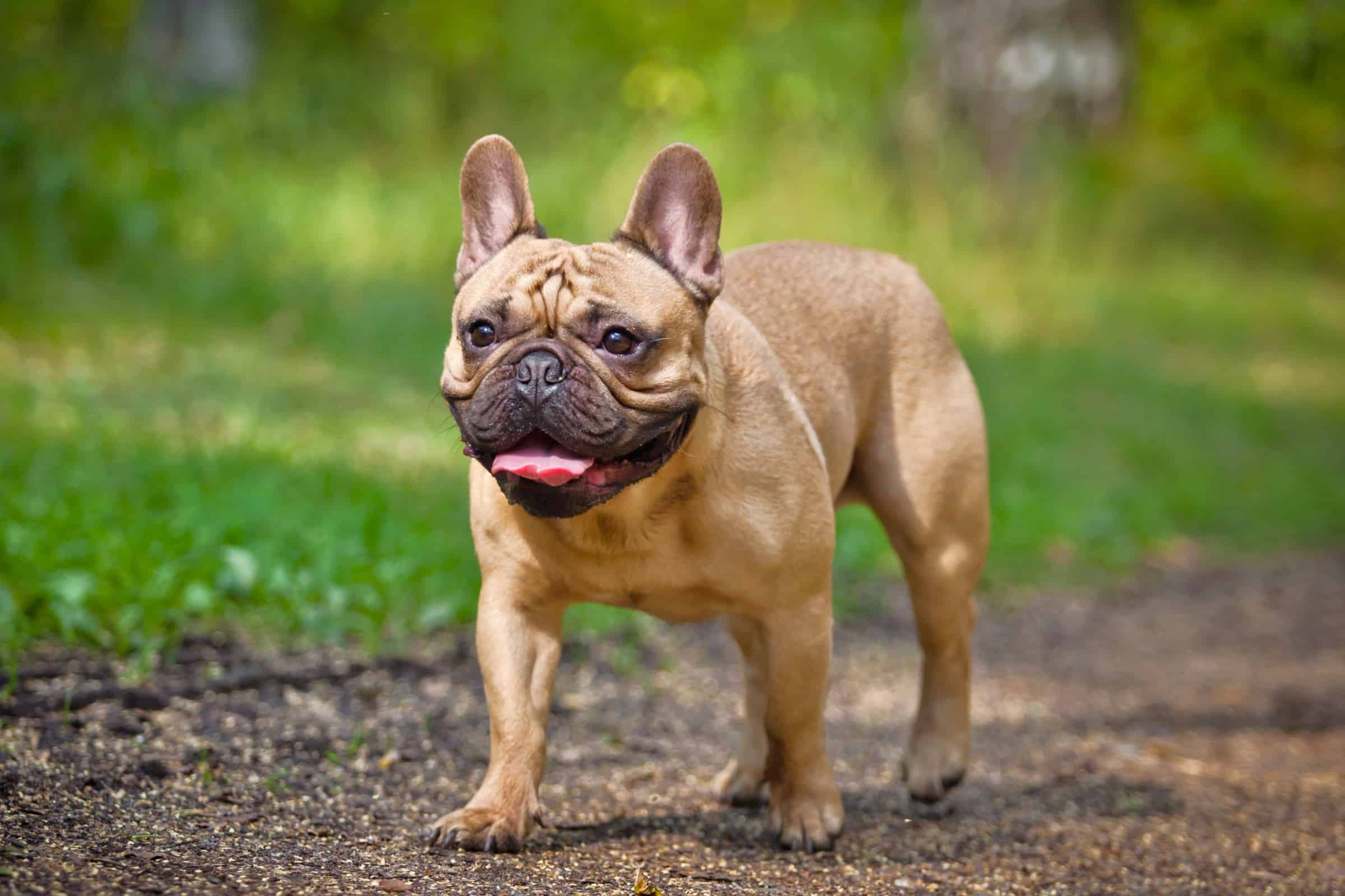 French Bulldog Growth Chart (Size & Weight Chart)