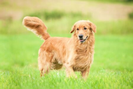 Golden Retriever Growth Chart (Size & Weight Chart) - Happy Dog Breeds