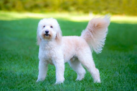 Goldendoodle Growth & Weight Chart (Complete Guide)
