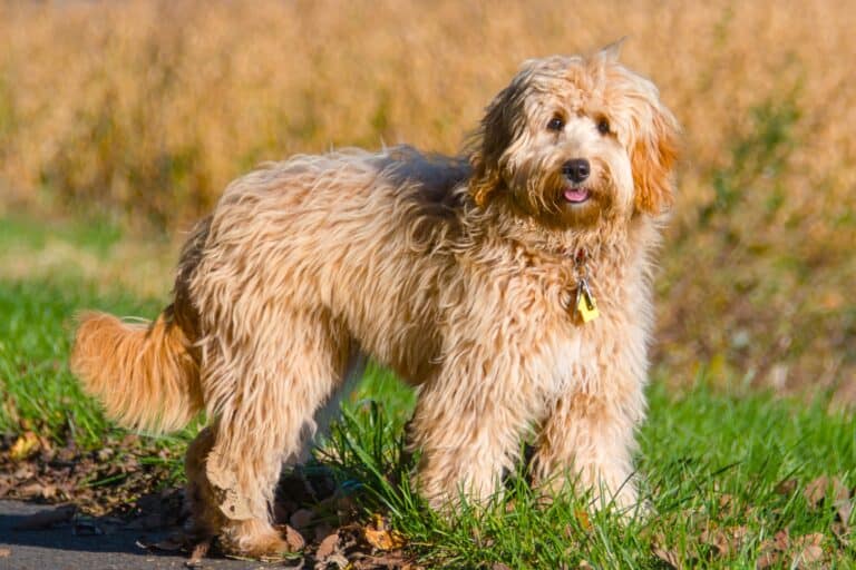 Goldendoodle Growth & Weight Chart (Complete Guide)