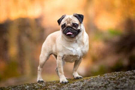 Pug Growth Chart (Size & Weight Chart) - Happy Dog Breeds