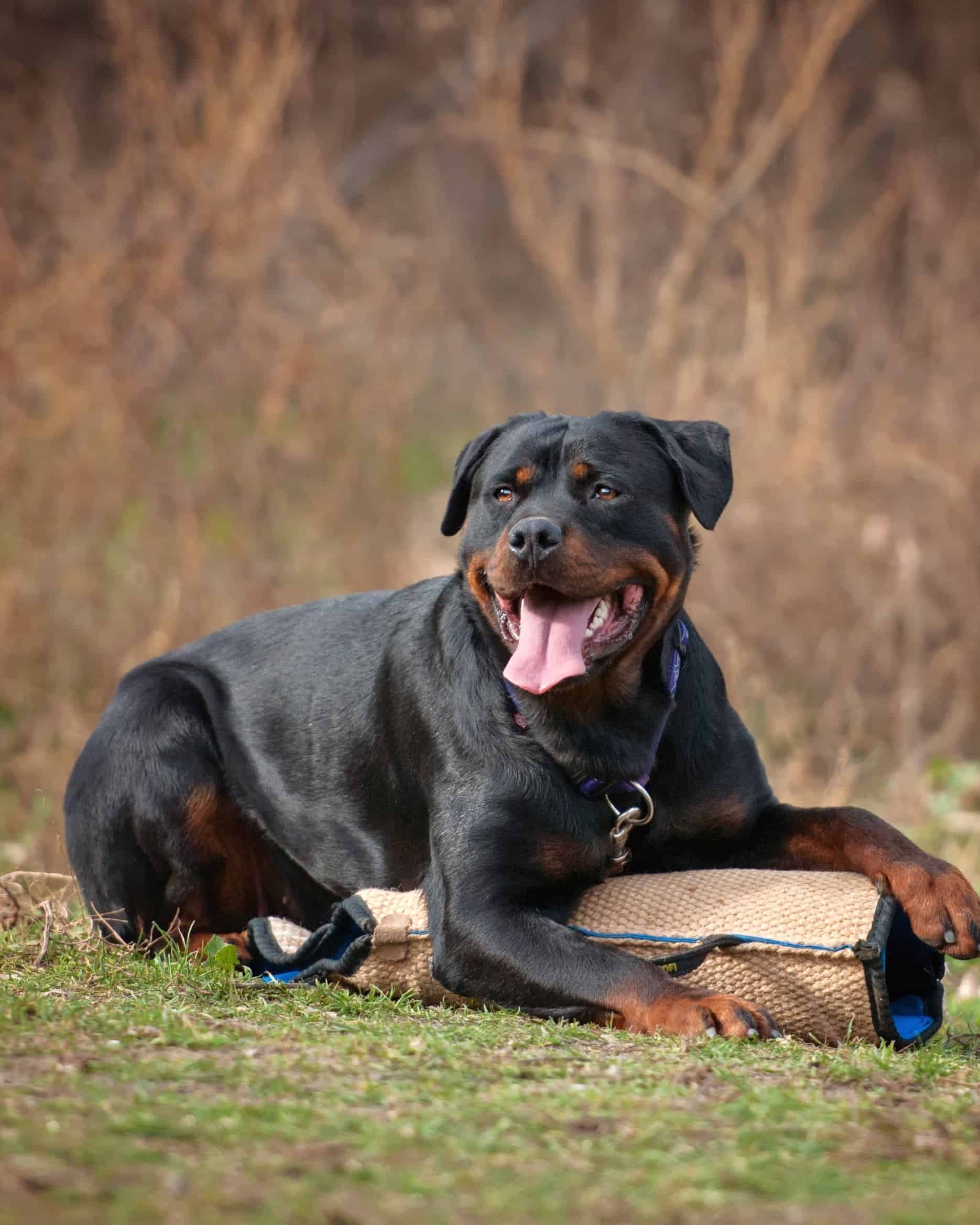3 Different Types of Rottweilers (With Pictures & Facts)