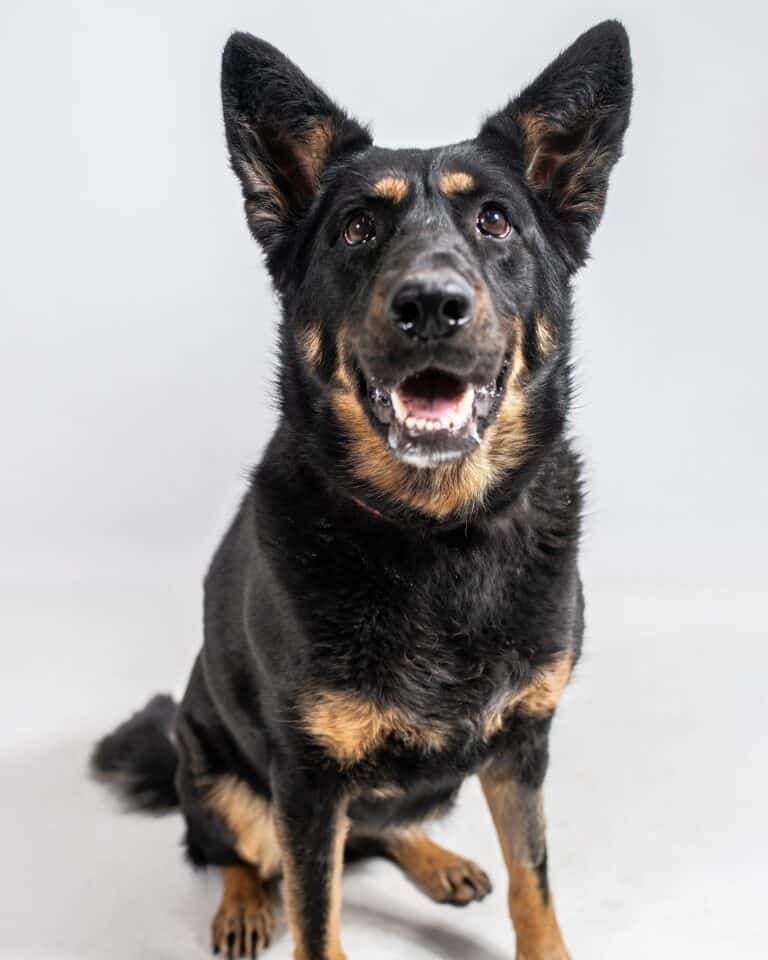 3 Different Types of Rottweilers (With Pictures & Facts)