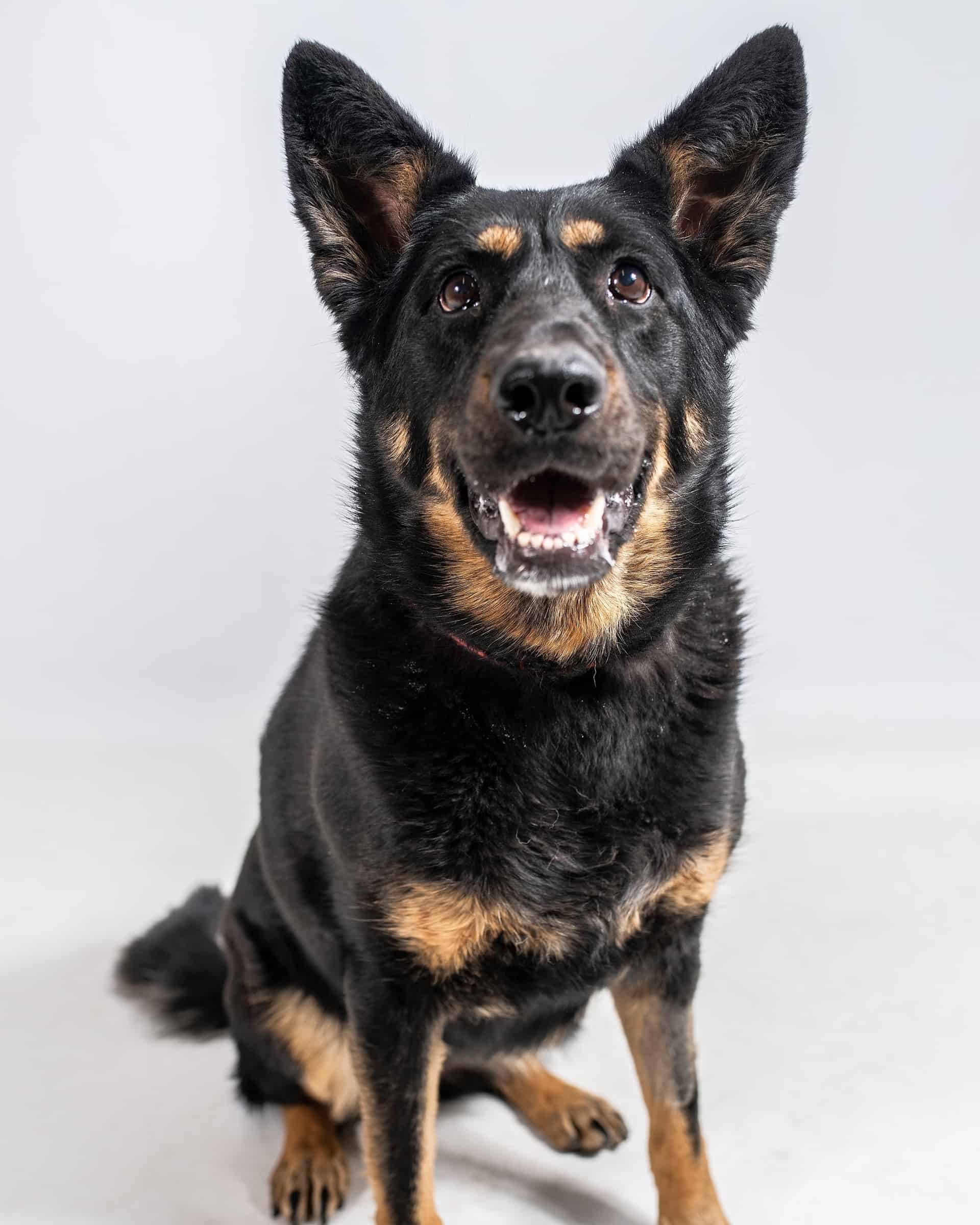 3 Different Types of Rottweilers (With Pictures & Facts)