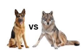 German Shepherd vs. Wolf: 13+ Key Differences & Similarities