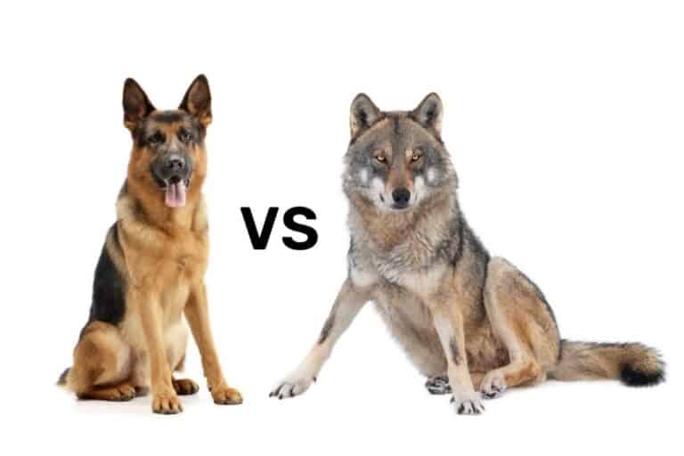 German Shepherd vs. Wolf: 13+ Key Differences & Similarities