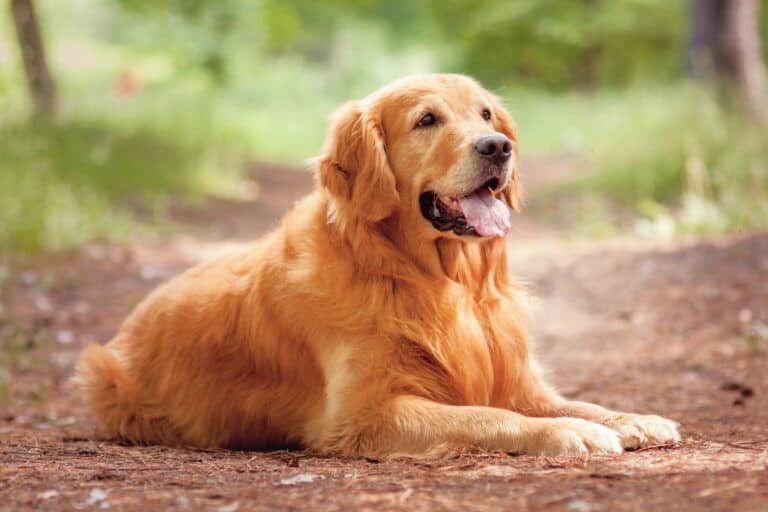 9 Different Types of Golden Retrievers (With Pictures)