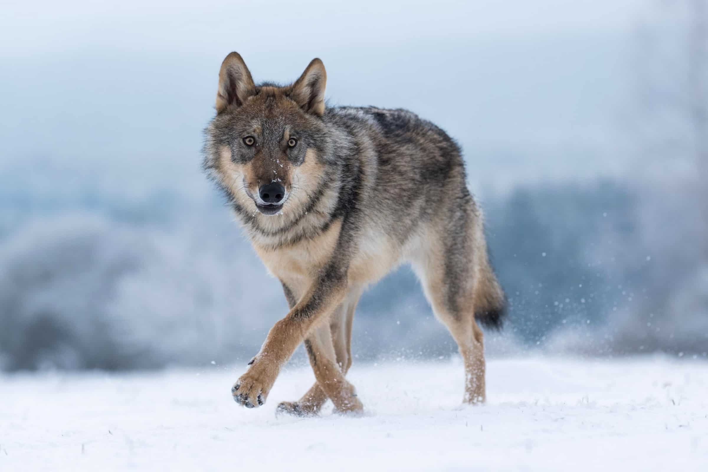 German Shepherd vs. Wolf: 13+ Key Differences & Similarities