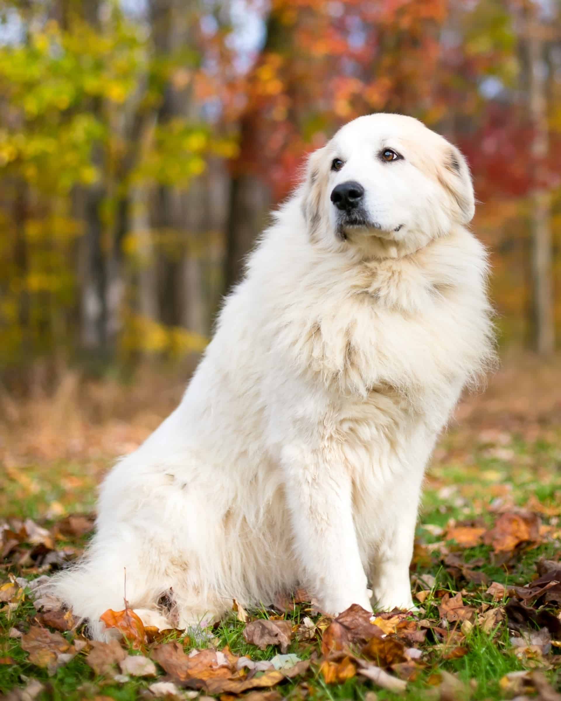 The Truth and Facts About Short-Haired Golden Retrievers