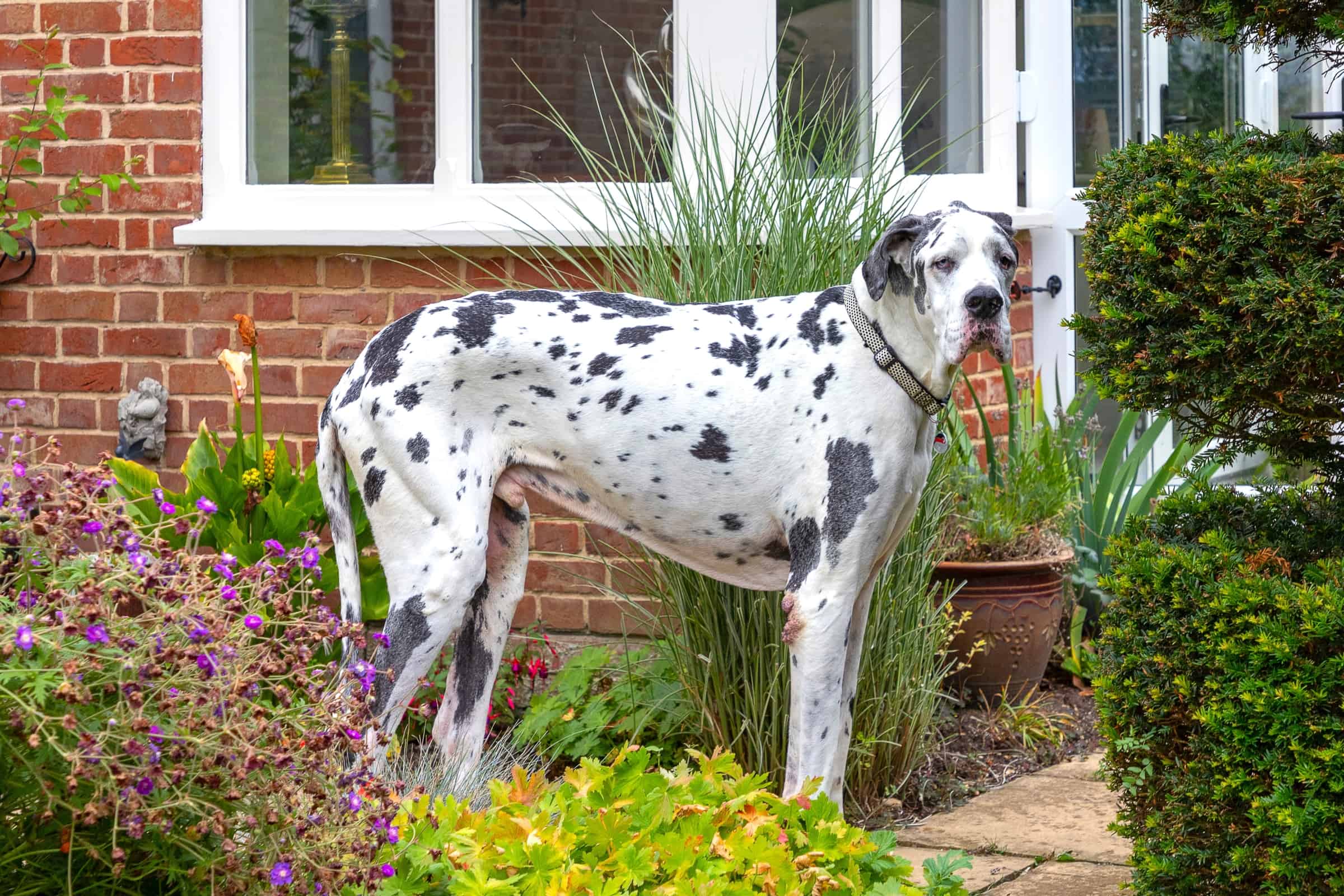 Harlequin Great Dane: Facts, Appearance, Genetics & Pictures