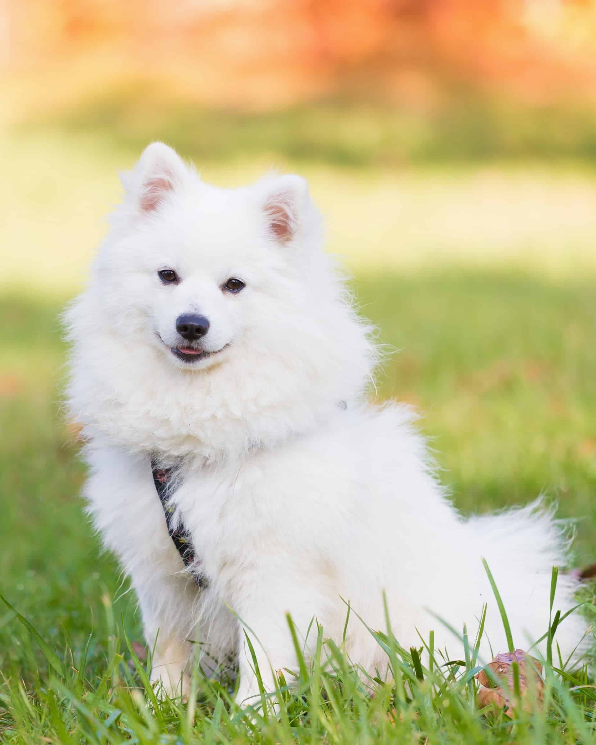 Miniature Samoyed: Do Mini Samoyeds Exist? (With Pictures)