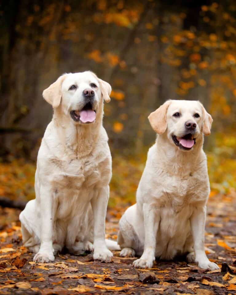 The Truth and Facts About Short-Haired Golden Retrievers