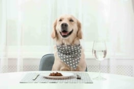 How Much to Feed a Labrador (Feeding Chart & Guide)