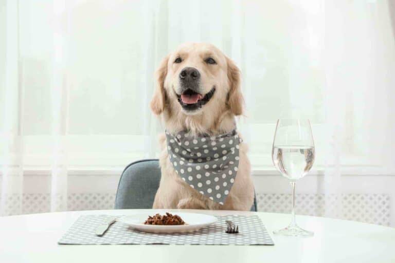 How Much to Feed a Labrador (Feeding Chart & Guide)