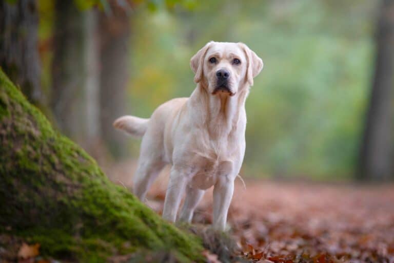 Labrador Retriever Growth Chart (Size & Weight Chart) - Happy Dog Breeds