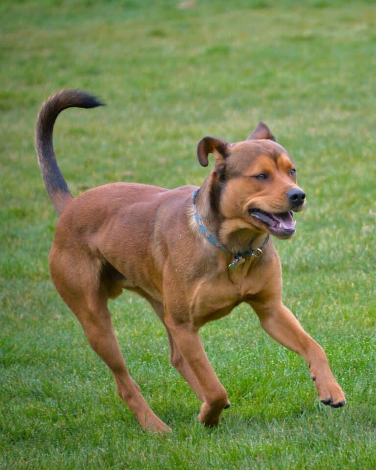 3 Different Types of Rottweilers (With Pictures & Facts)