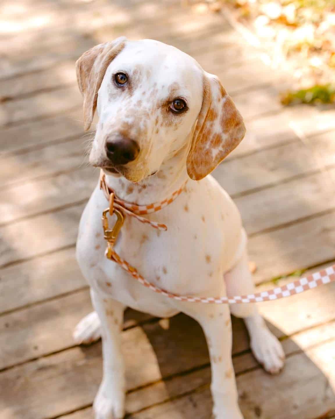 Lemon Dalmatian: Facts, Appearance, Genetics & Pictures