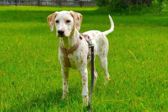 Lemon Dalmatian: Facts, Appearance, Genetics & Pictures