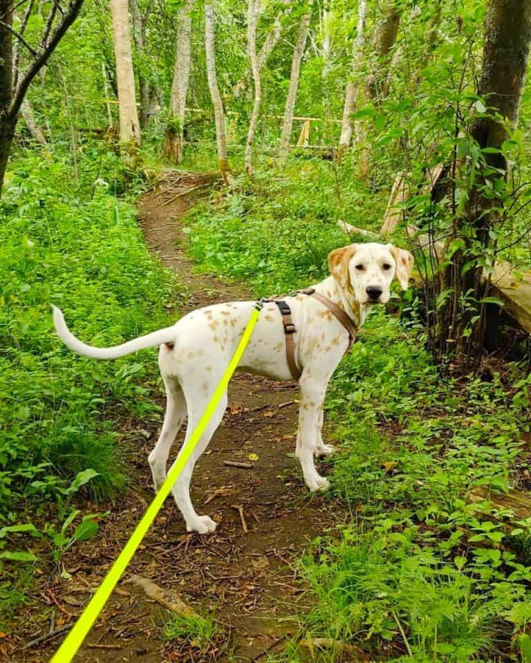 Lemon Dalmatian: Facts, Appearance, Genetics & Pictures