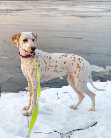 Lemon Dalmatian: Facts, Appearance, Genetics & Pictures