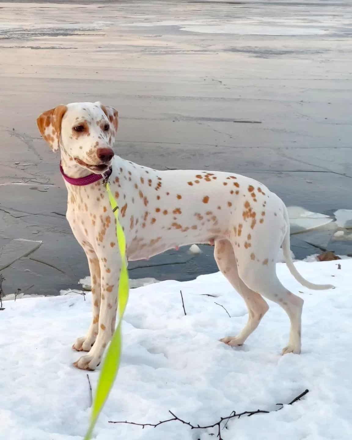 Lemon Dalmatian: Facts, Appearance, Genetics & Pictures