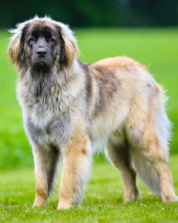 The Truth and Facts About Short-Haired Golden Retrievers