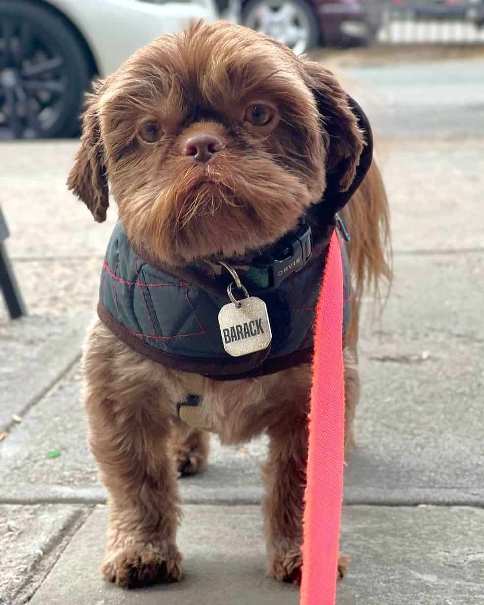 Chocolate/Liver/Brown Shih Tzu - Facts and Pictures