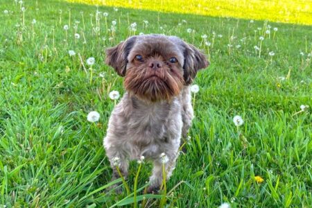 Chocolate/Liver/Brown Shih Tzu - Facts and Pictures