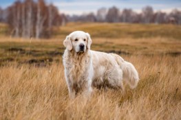 Labrador Retriever Growth Chart (Size & Weight Chart) - Happy Dog Breeds