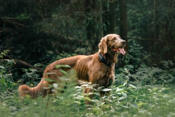 Long-Haired Weimaraner: Facts, Pictures, Puppy Prices & More
