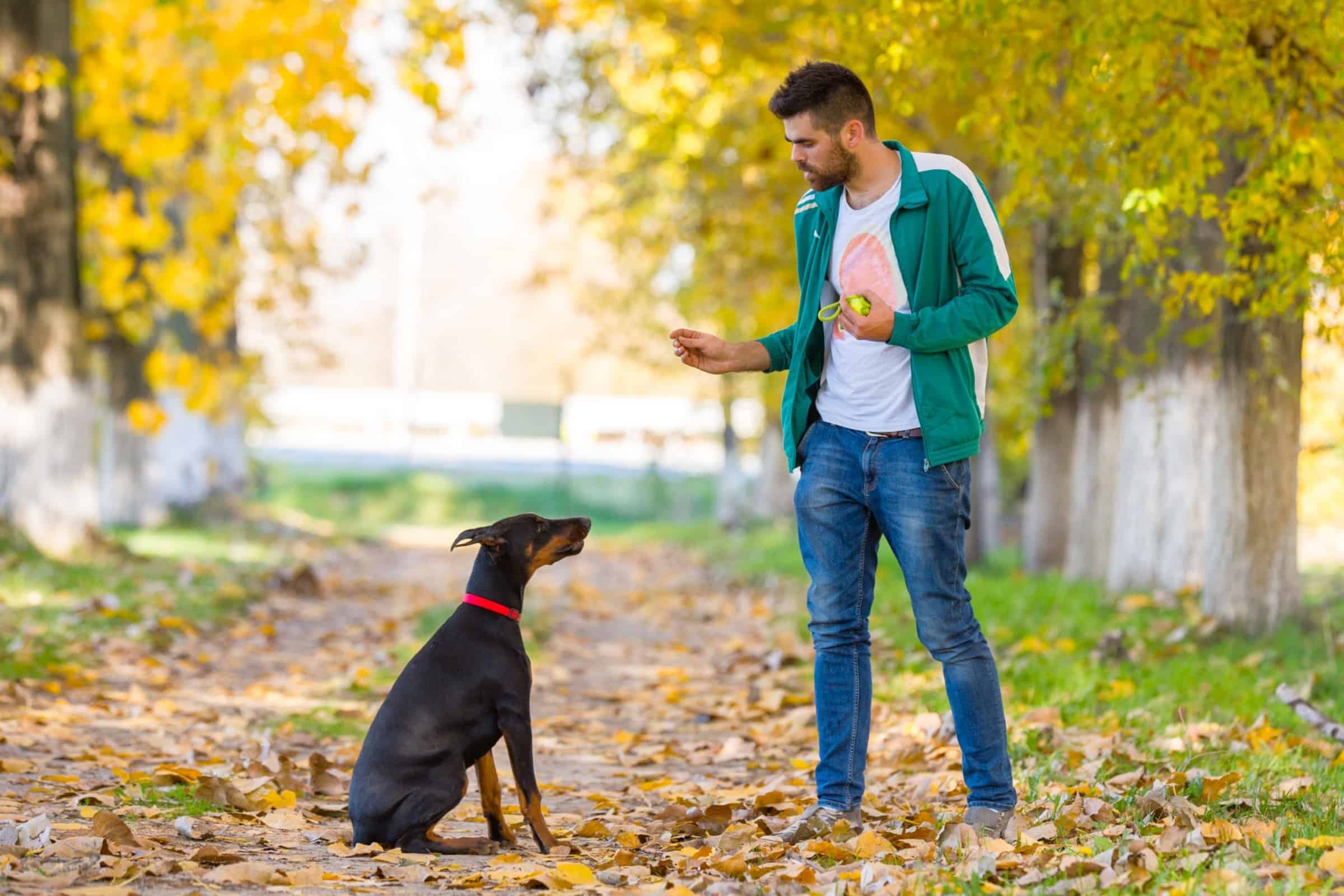 Male vs. Female Doberman: Which Is Better?