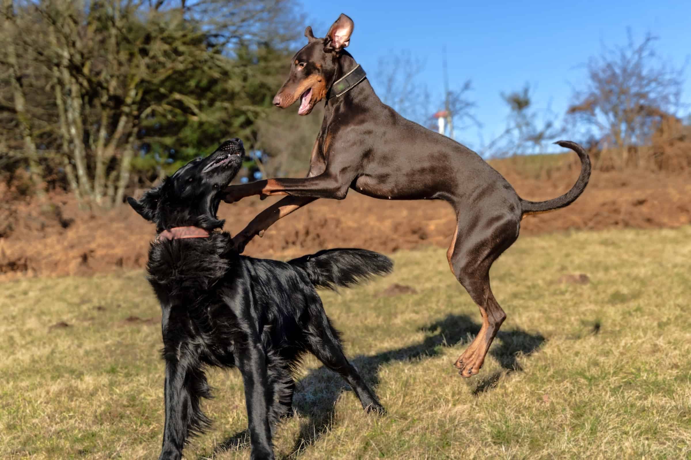 Male vs. Female Doberman: Which Is Better?